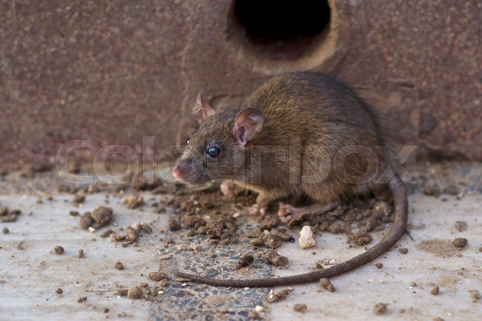 The Brown rat on a dirty floor | Stock image | Colourbox