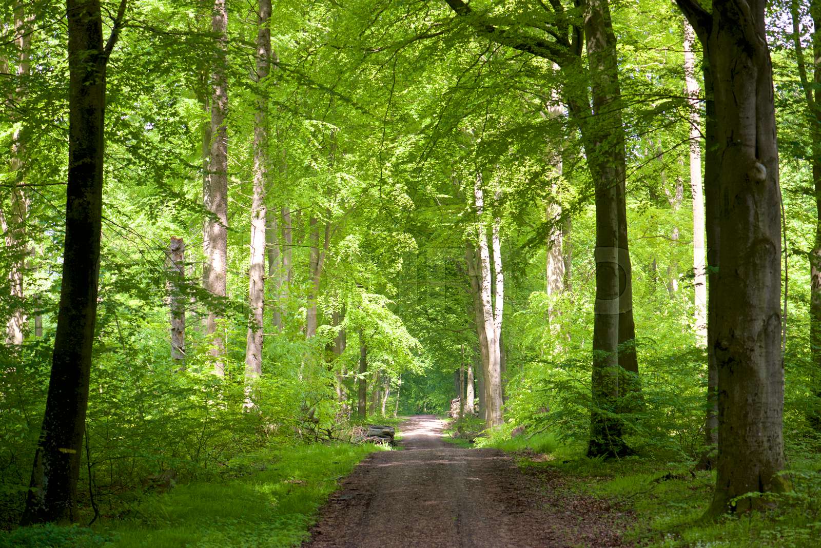 Grussti i bøgeskov i foråret, forårsskov, skovtur, oplevelse, Danmark ...