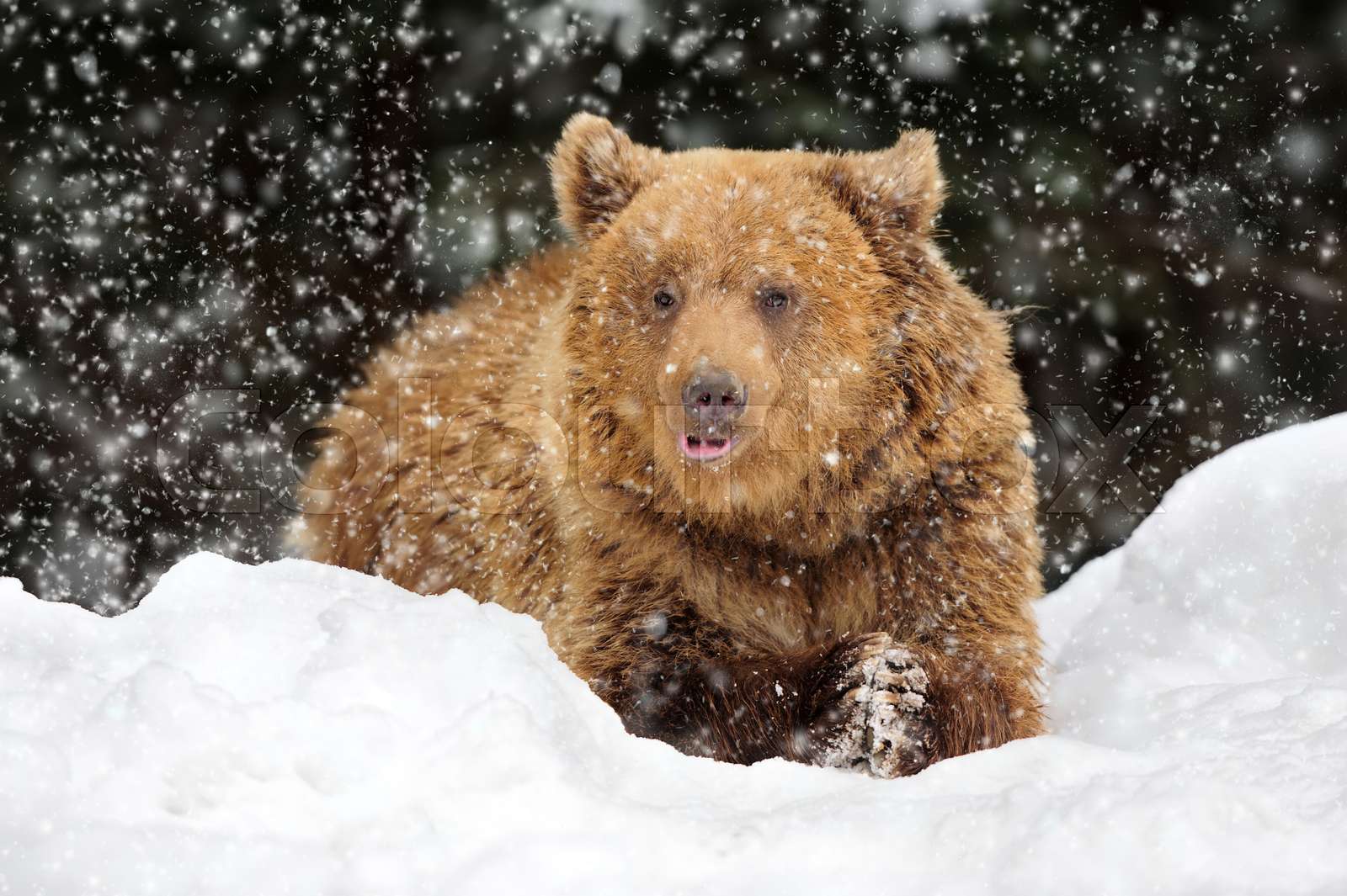 Bear in winter time | Stock image | Colourbox
