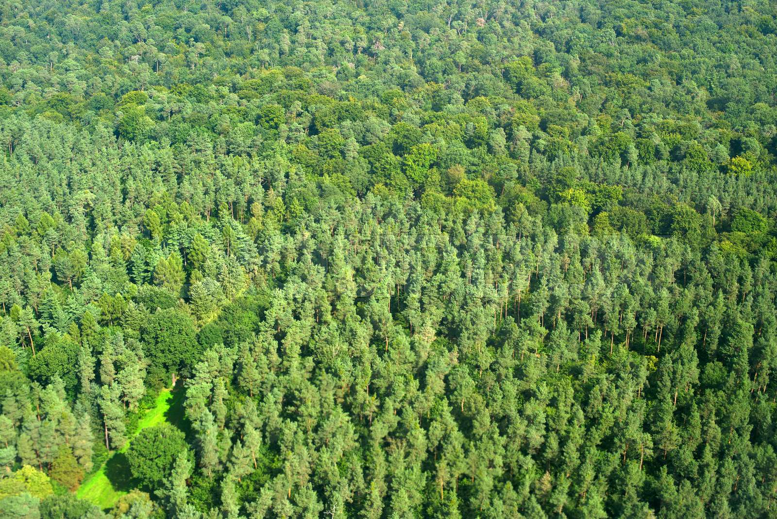 Aerial view of deep forest in Europe. | Stock image | Colourbox