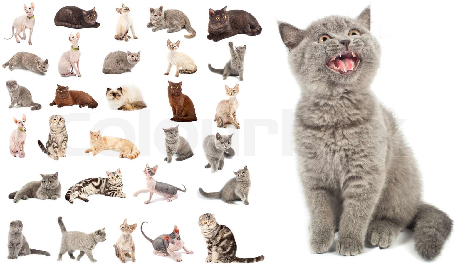 Collection of a cats in different poses isolated over white background ...