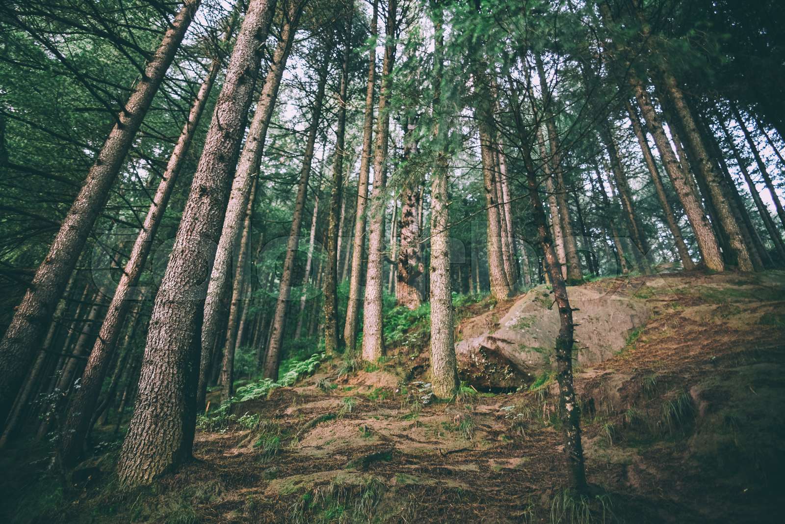 low angle view of beautiful evergreen trees growing in Indian Himalayas ...