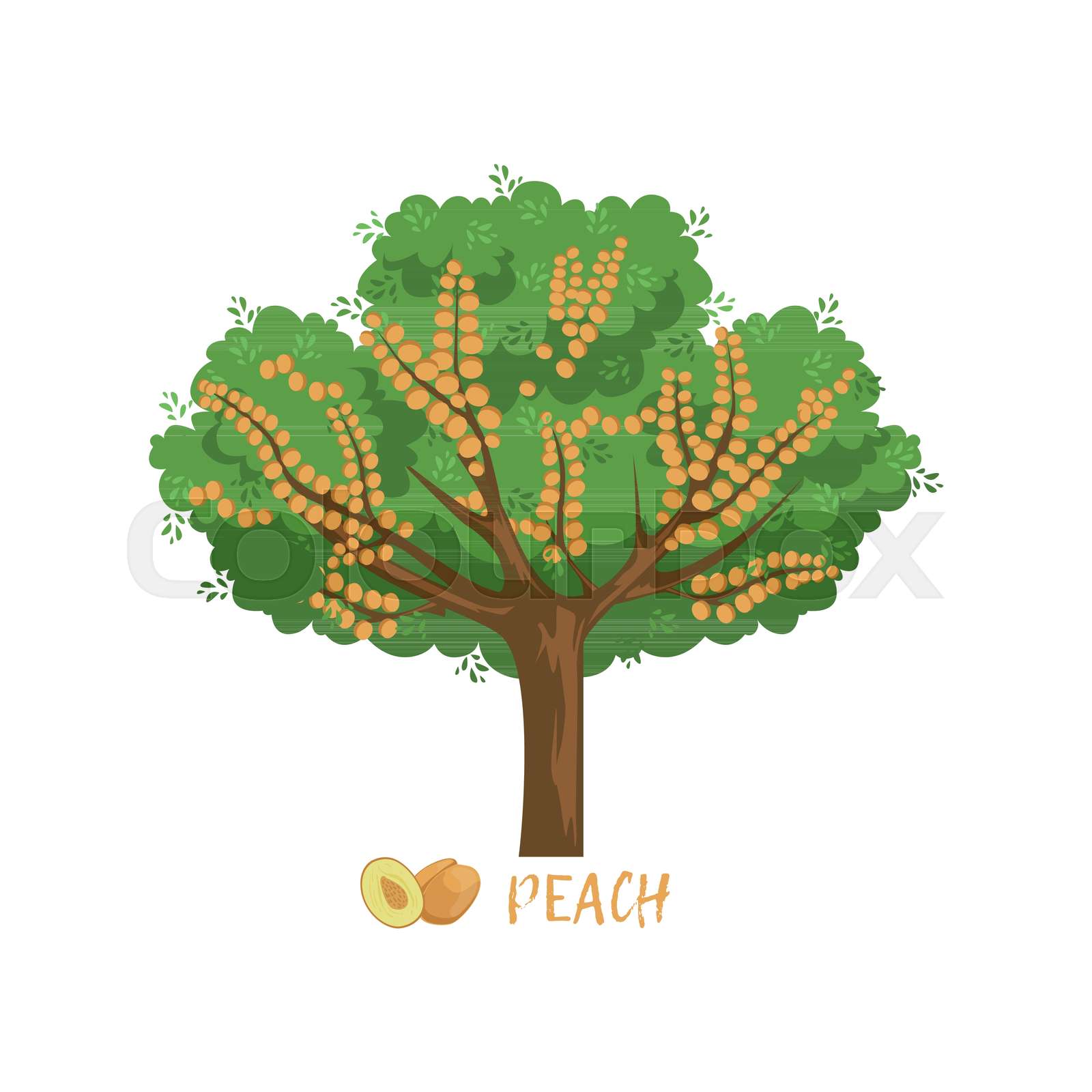 Peach garden fruit tree with name vector Illustration | Stock vector ...