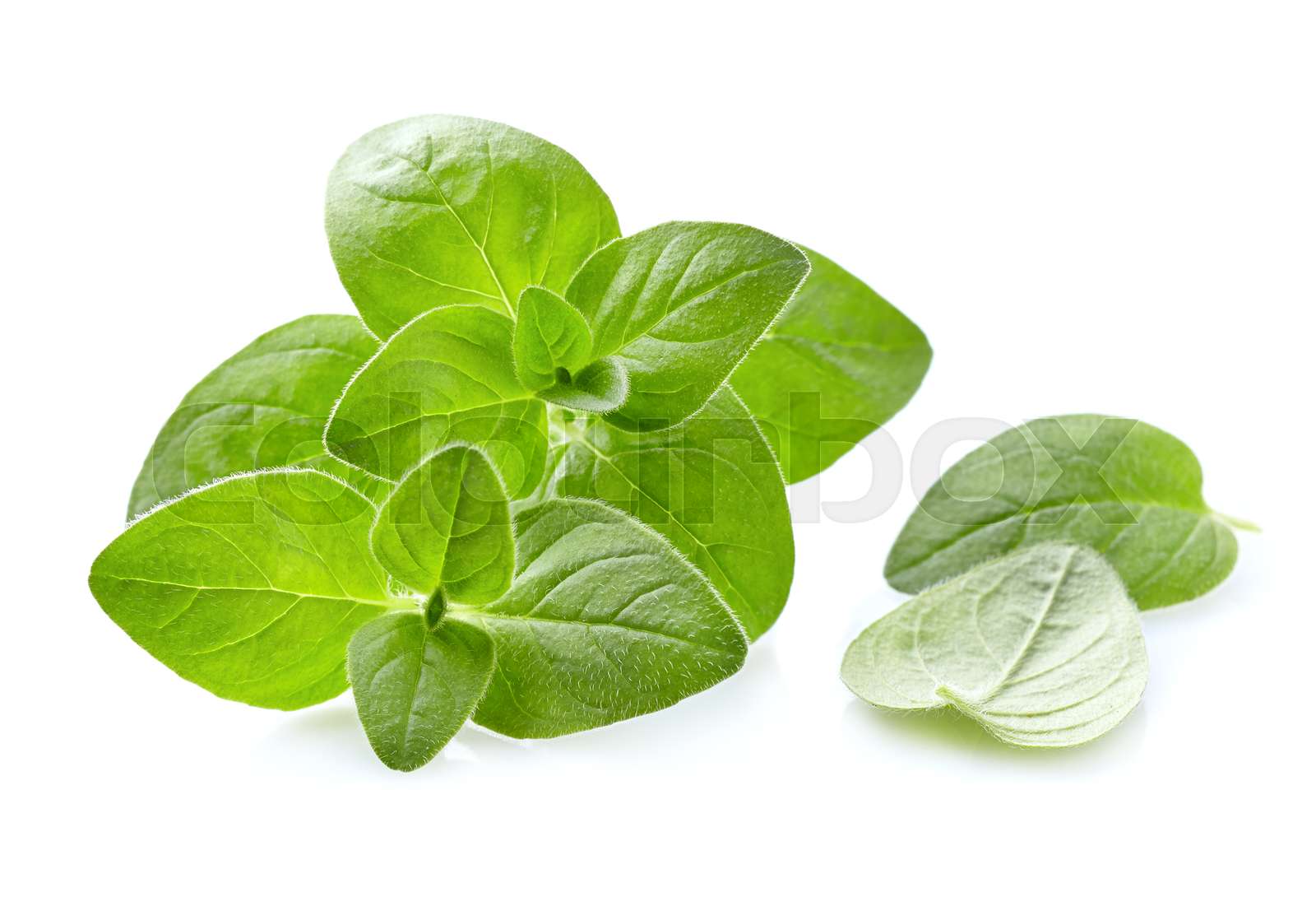 Oregano herbs | Stock image | Colourbox