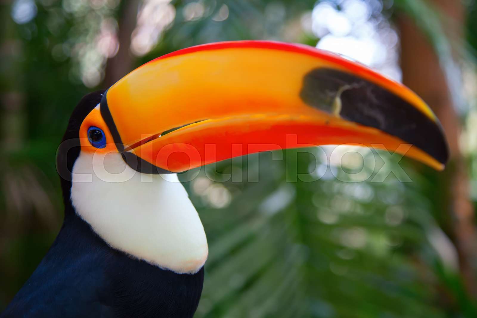 Colorful tucan | Stock image | Colourbox