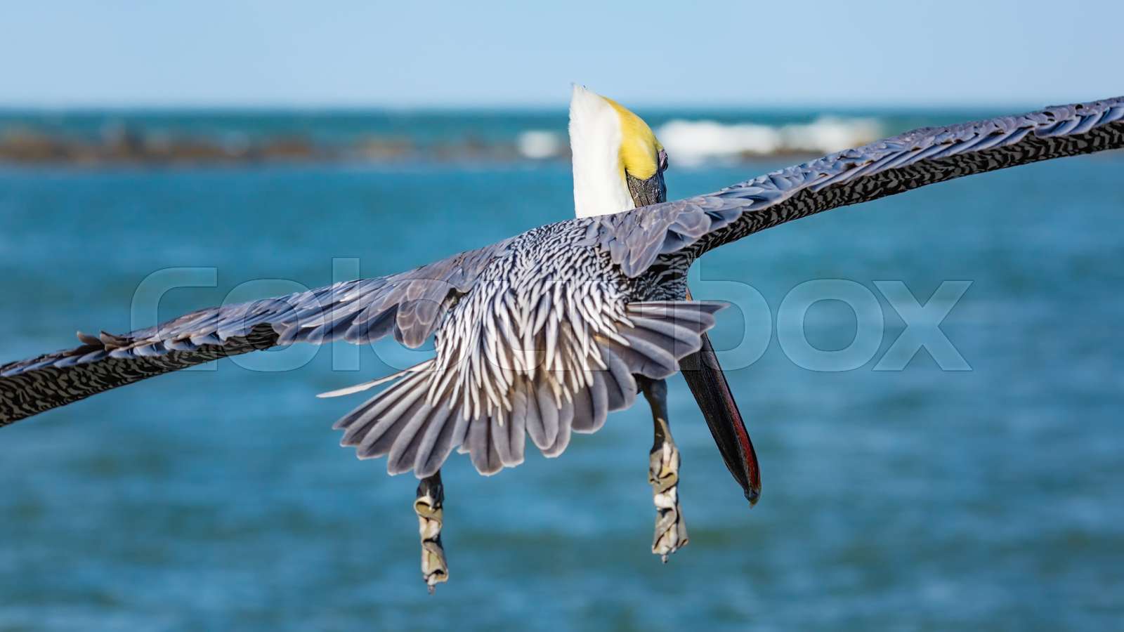 Pelican Flying Towards Camera