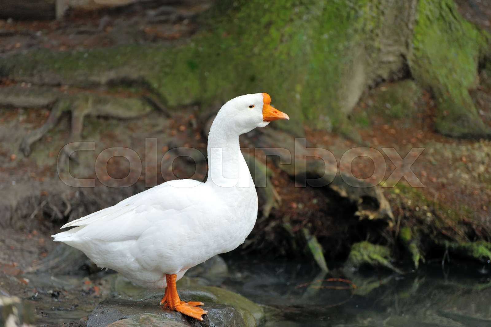 Side view of white goose. | Stock image | Colourbox