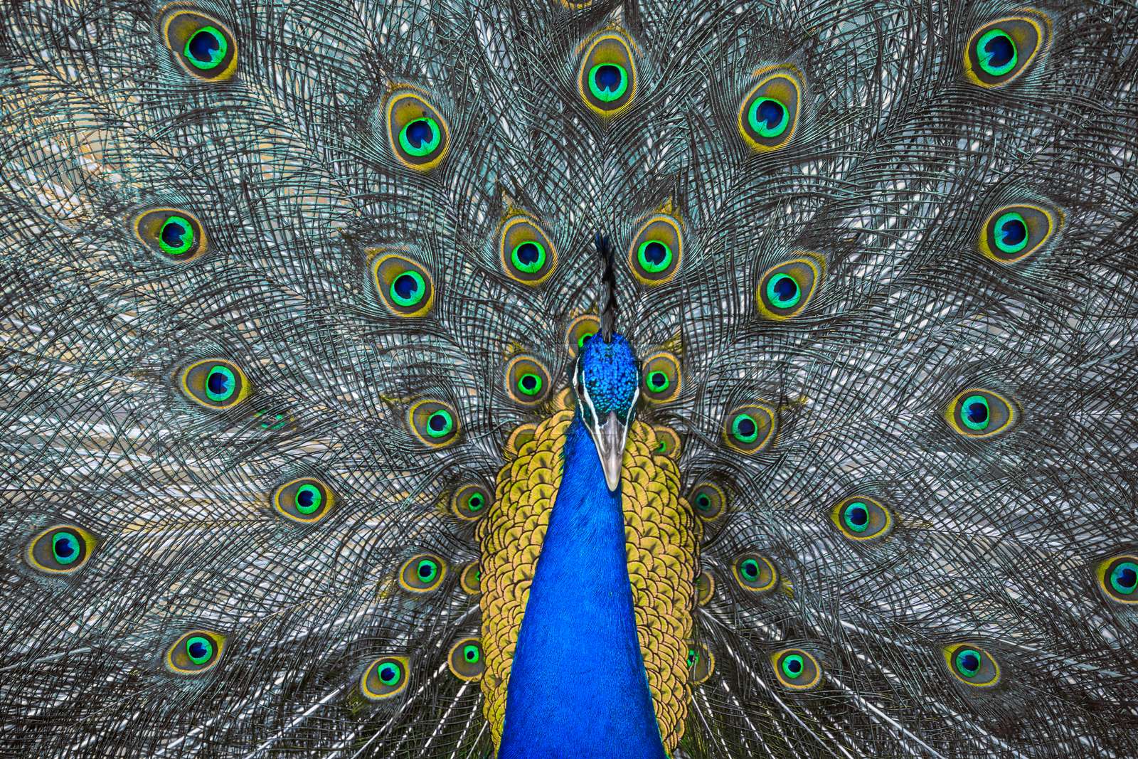 Beautiful peacock | Stock image | Colourbox