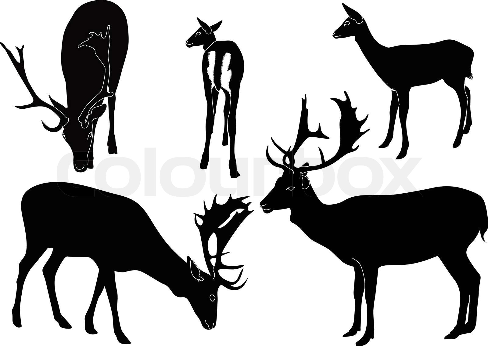 Hirsch | Stock-Vektor | Colourbox