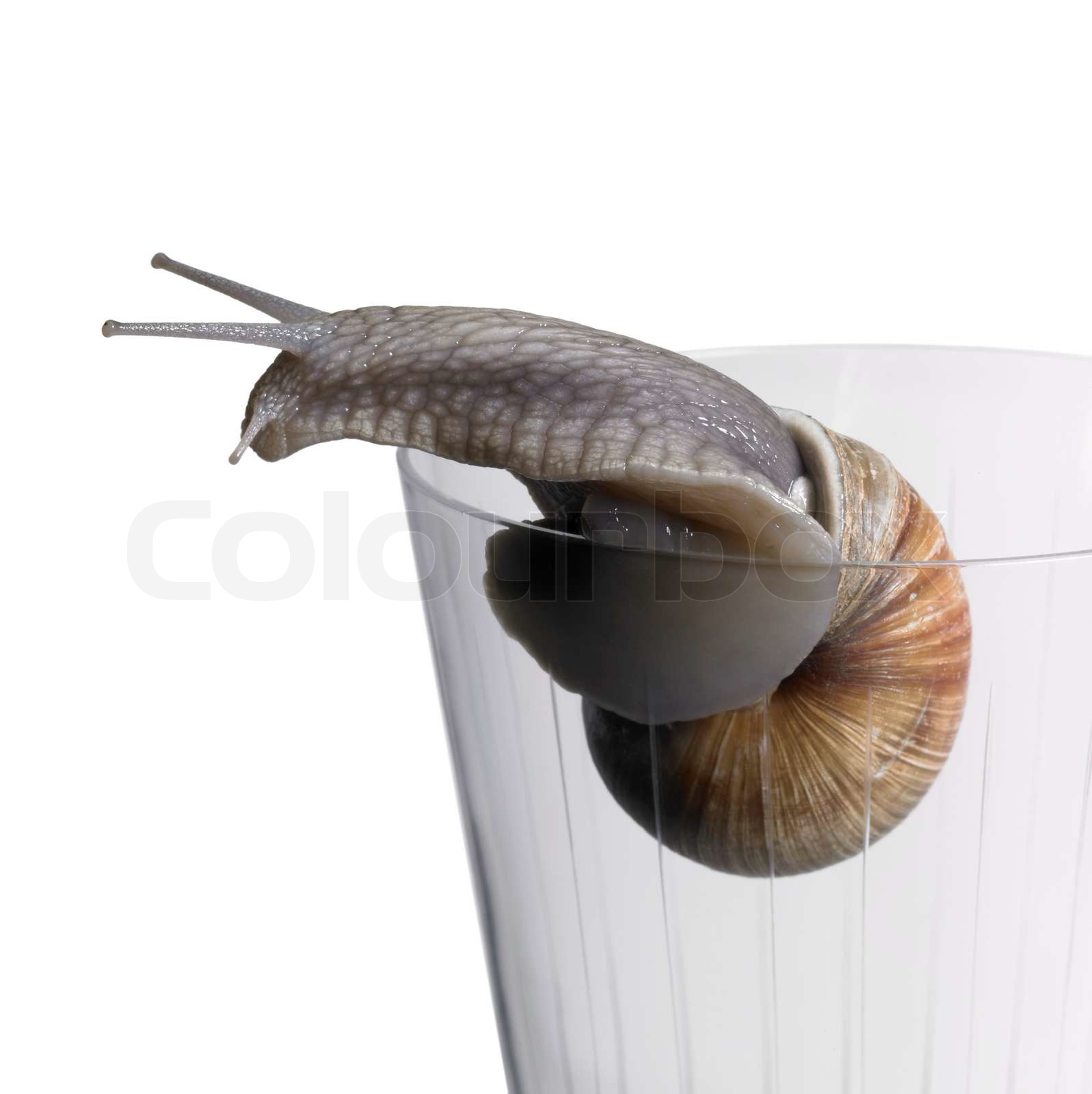 grapevine snail on drinking glass | Stock image | Colourbox