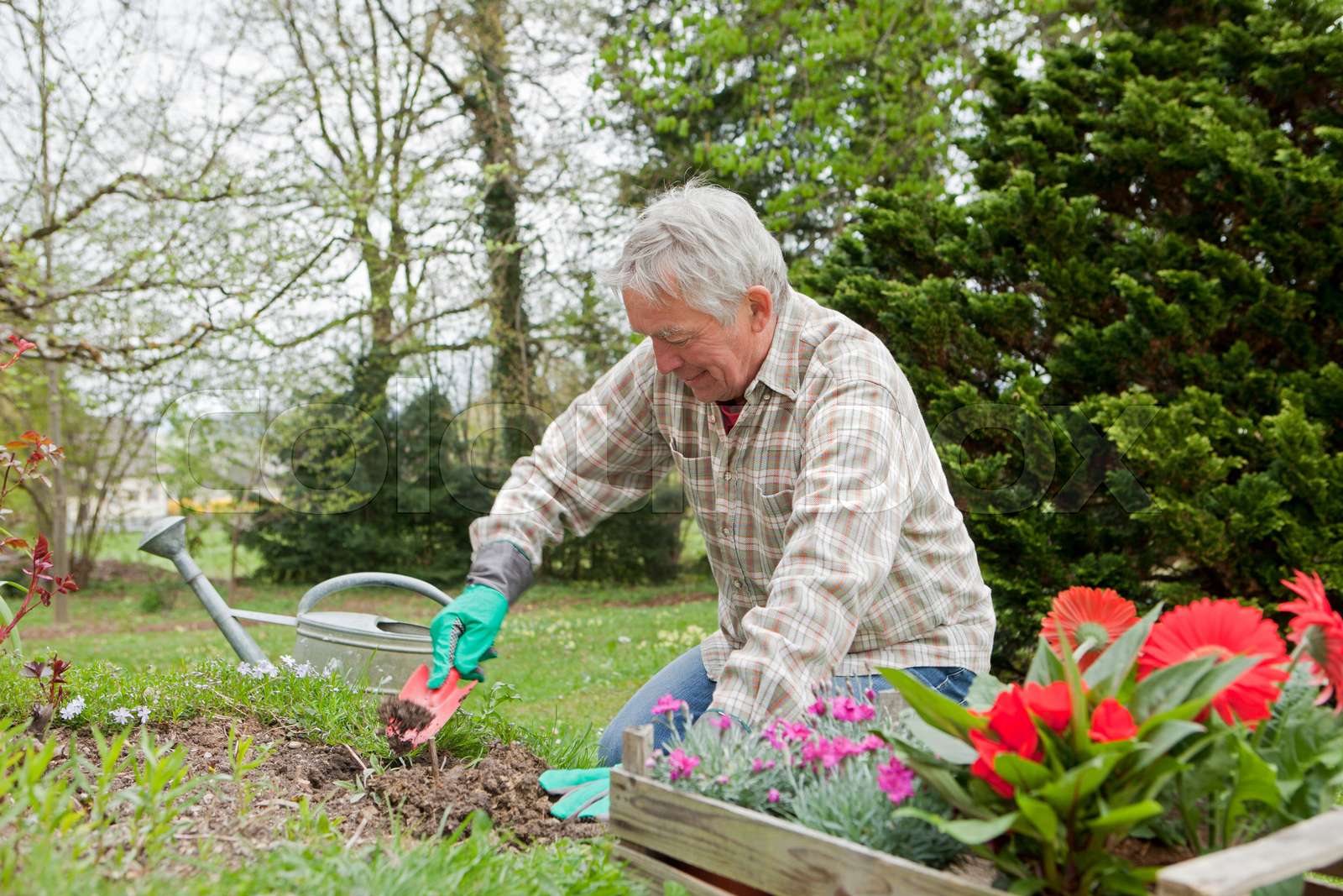 Older man planting flowers in backyard | Stock image | Colourbox