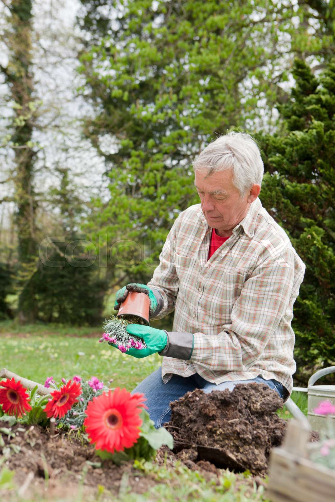 Older man planting flowers in backyard | Stock image | Colourbox