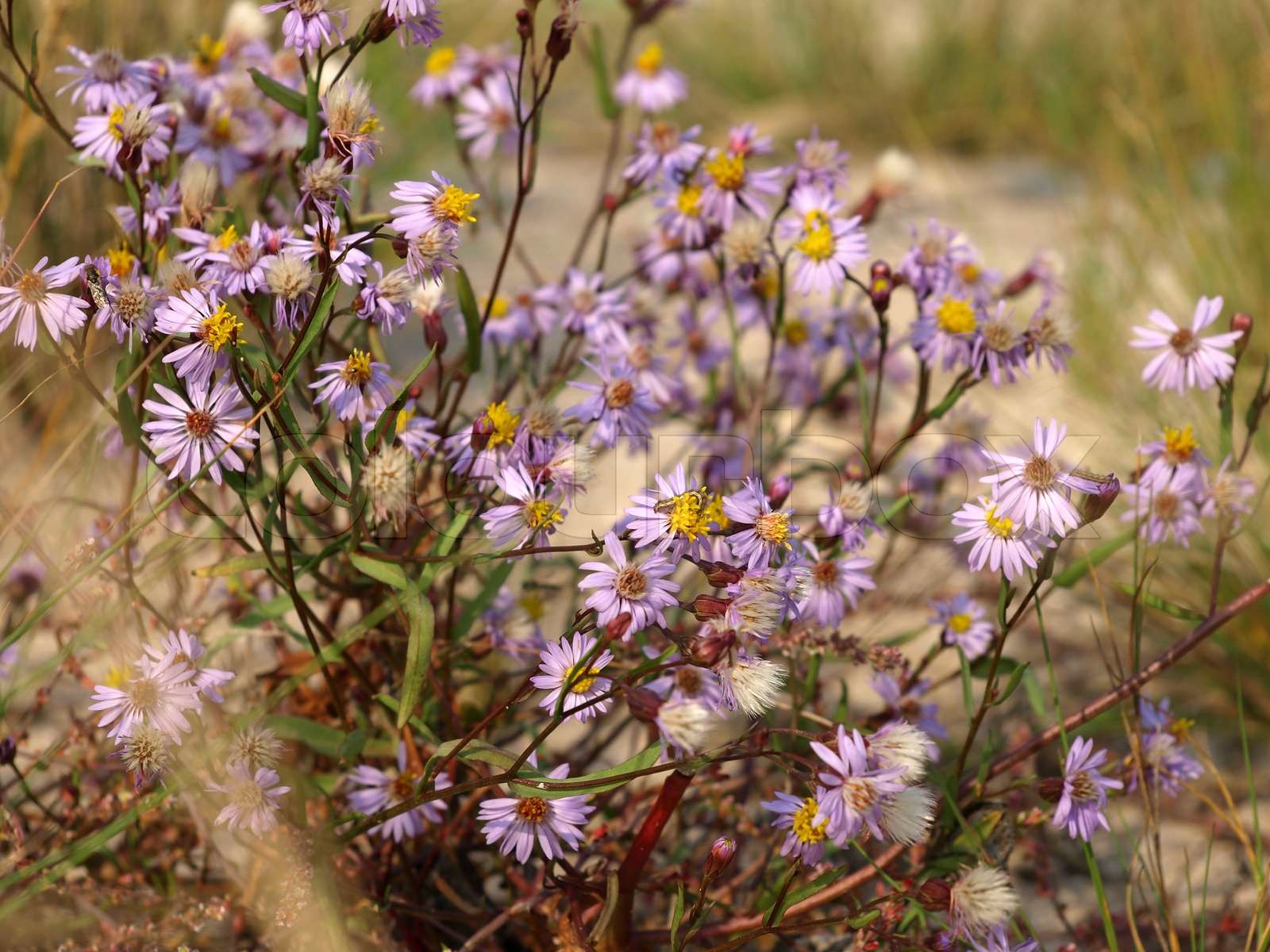 Wilde Blumen wachsen auf einer Wiese , wie Farbe Hintergrund | Stock ...