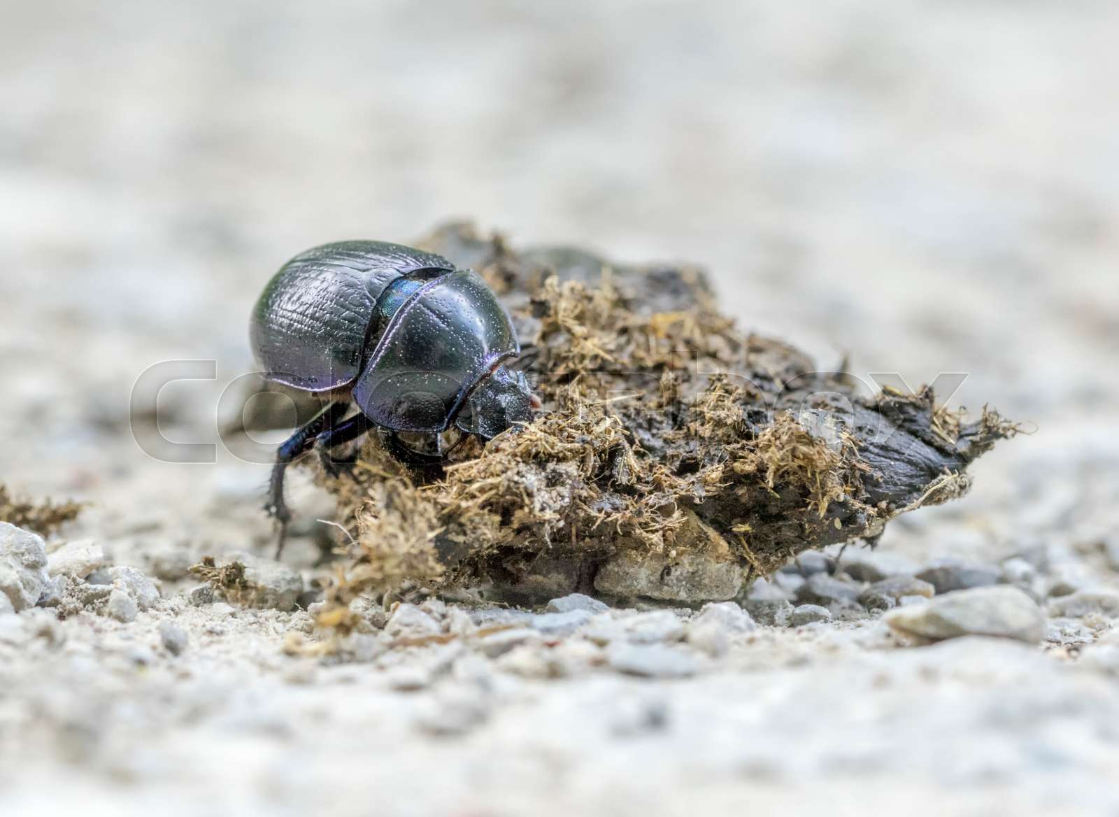 dung beetle closeup | Stock image | Colourbox