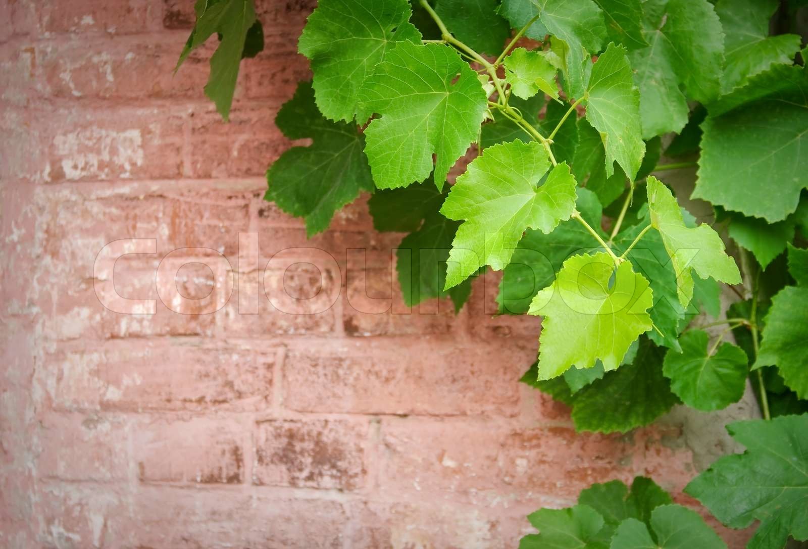 old brick wall and grape-vine | Stock image | Colourbox
