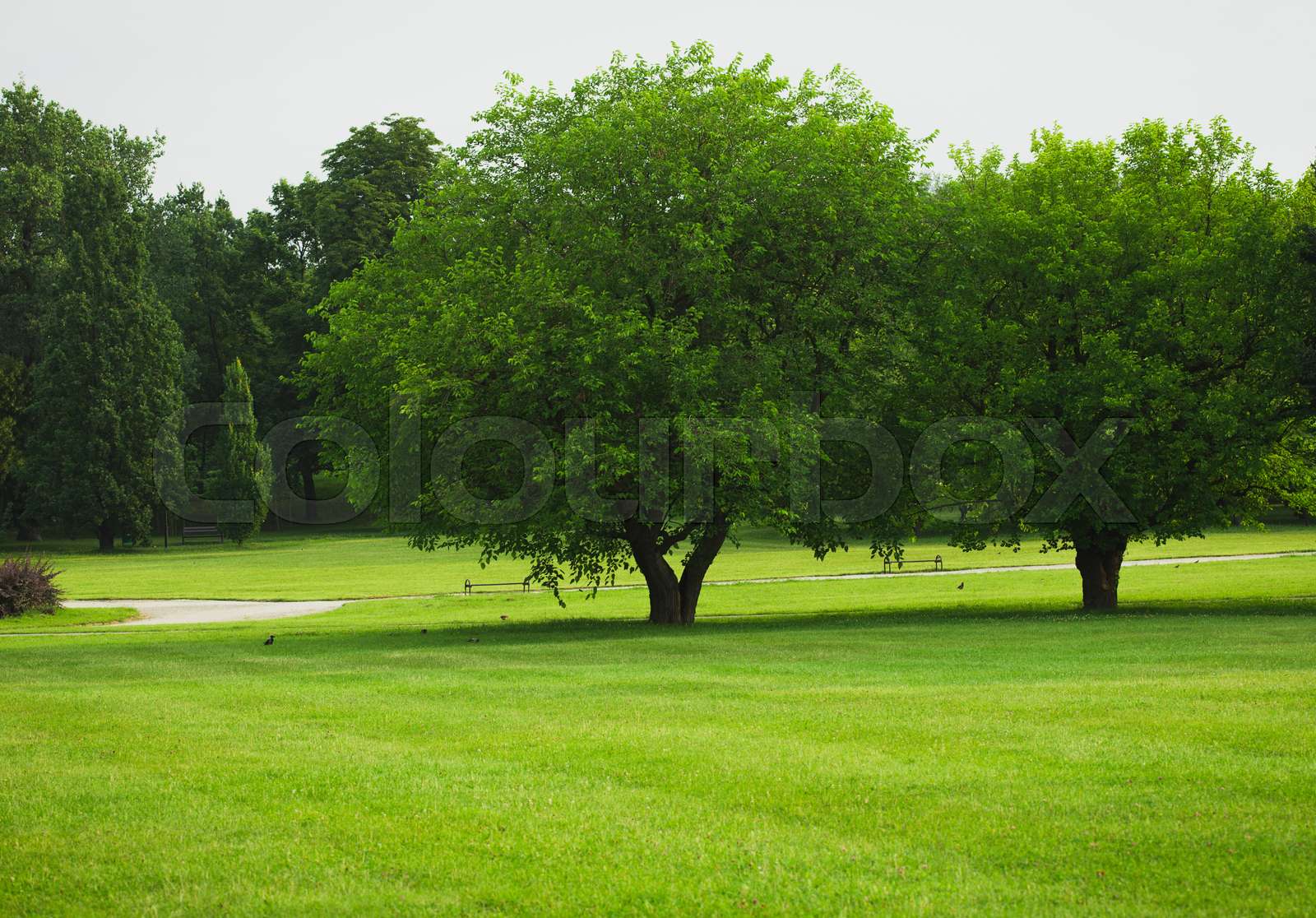 trees on an empty green lawn | Stock image | Colourbox
