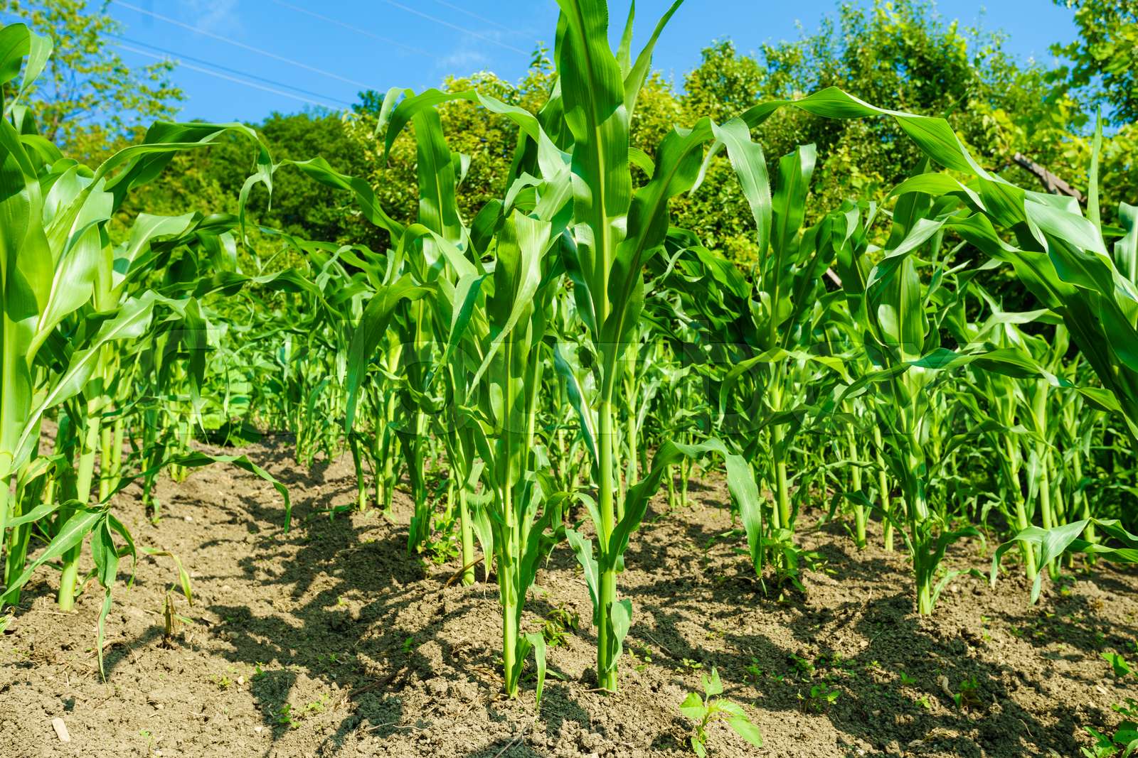 Corn field. maize wheat field corn | Stock image | Colourbox