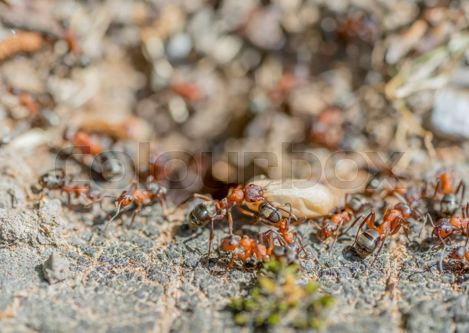 ants and cocoon | Stock image | Colourbox