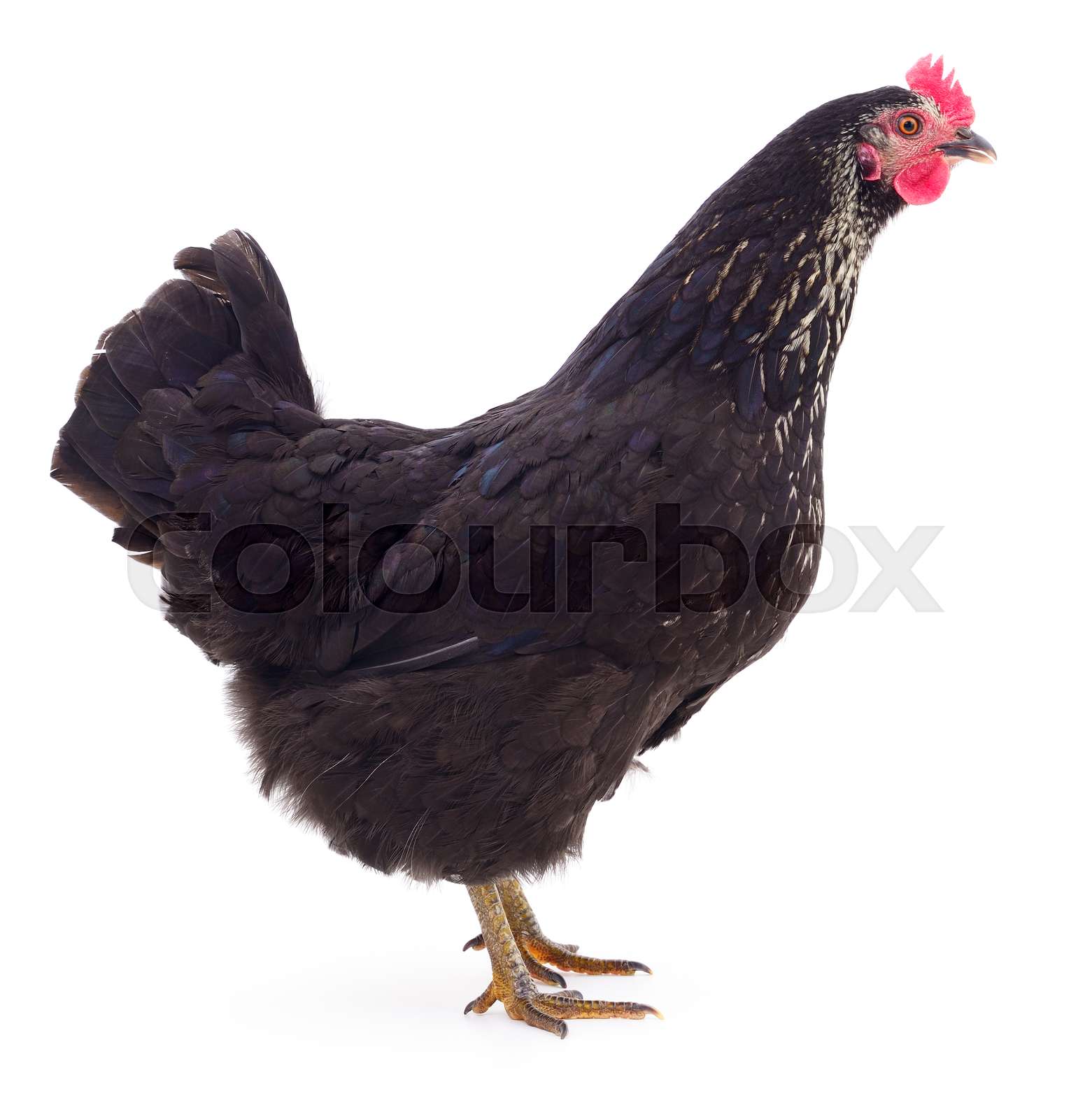 Black hen isolated. | Stock image | Colourbox