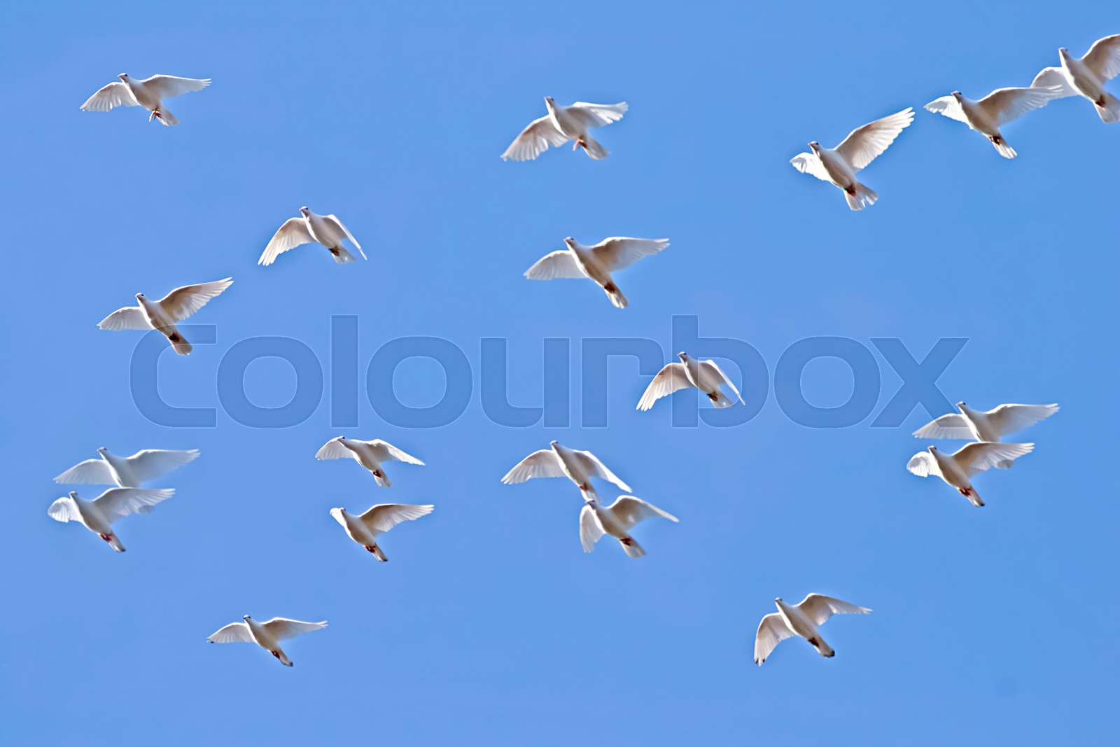 Weiße Tauben im Flug | Stock Bild | Colourbox