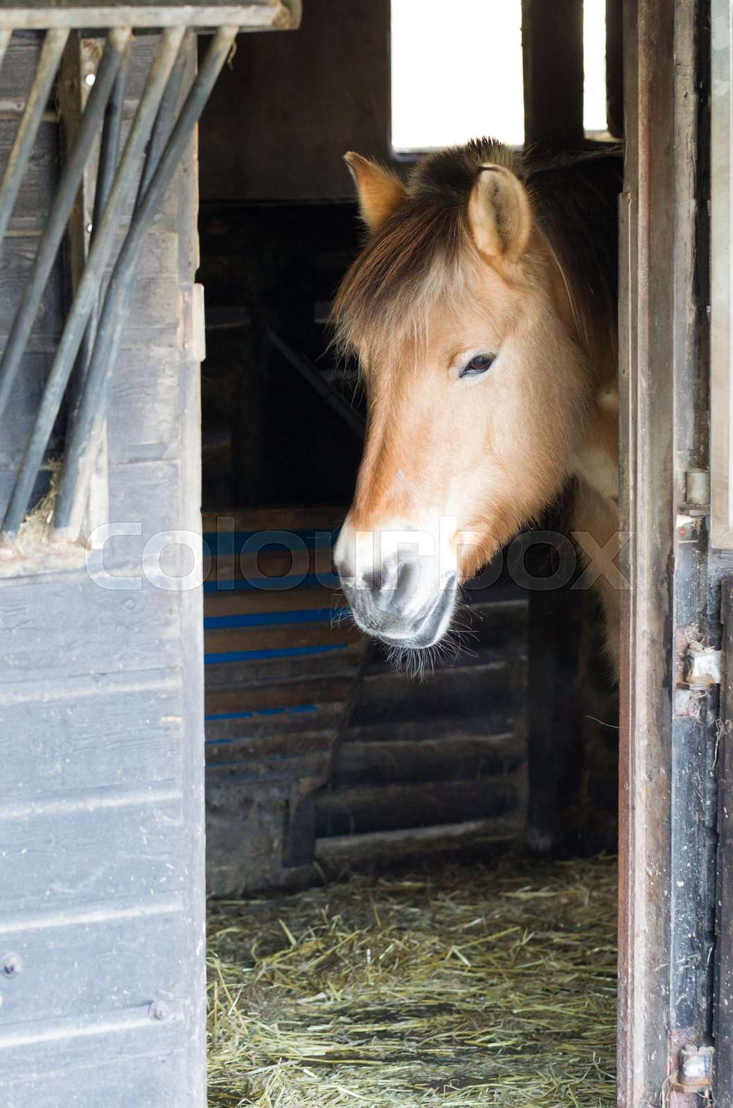 Horse standing in a stable | Stock image | Colourbox