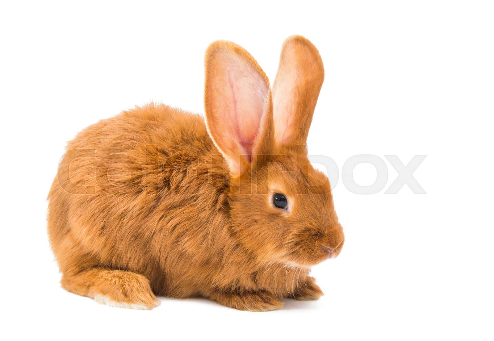 red rabbit isolated | Stock image | Colourbox