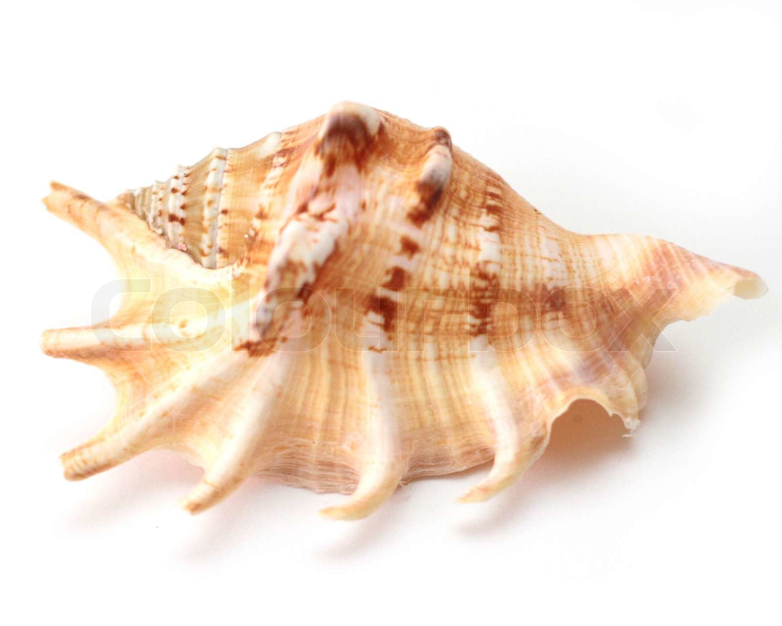 Sea shell on white background | Stock image | Colourbox