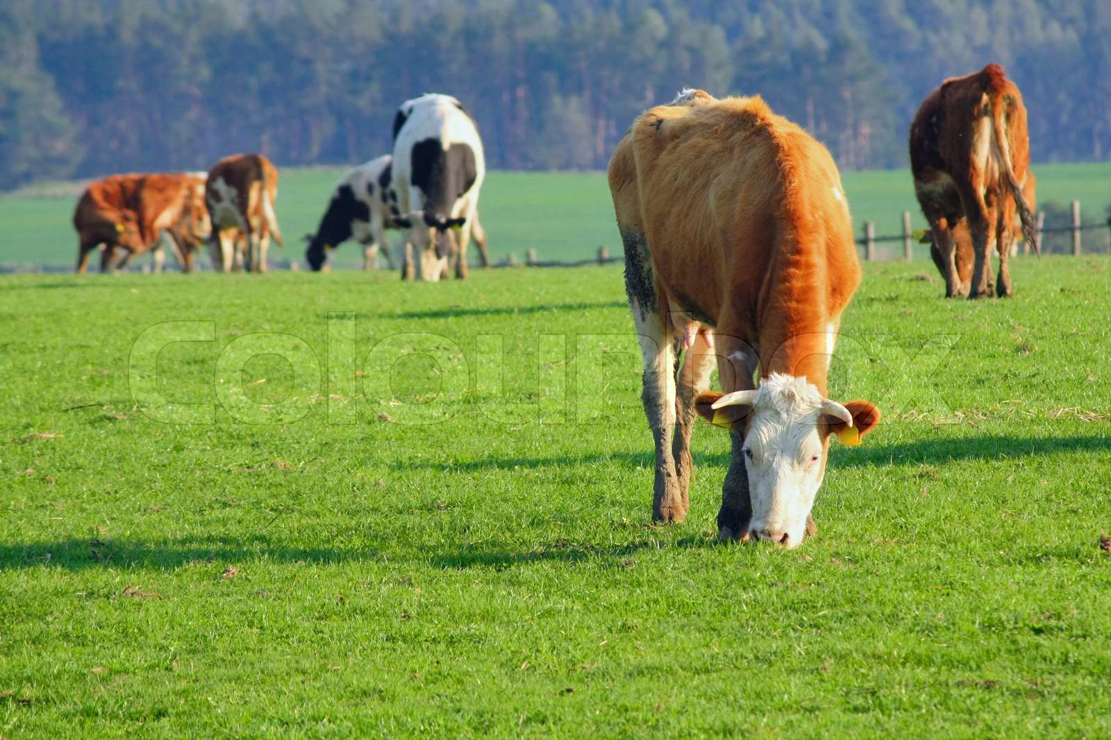 cows out at grass | Stock image | Colourbox