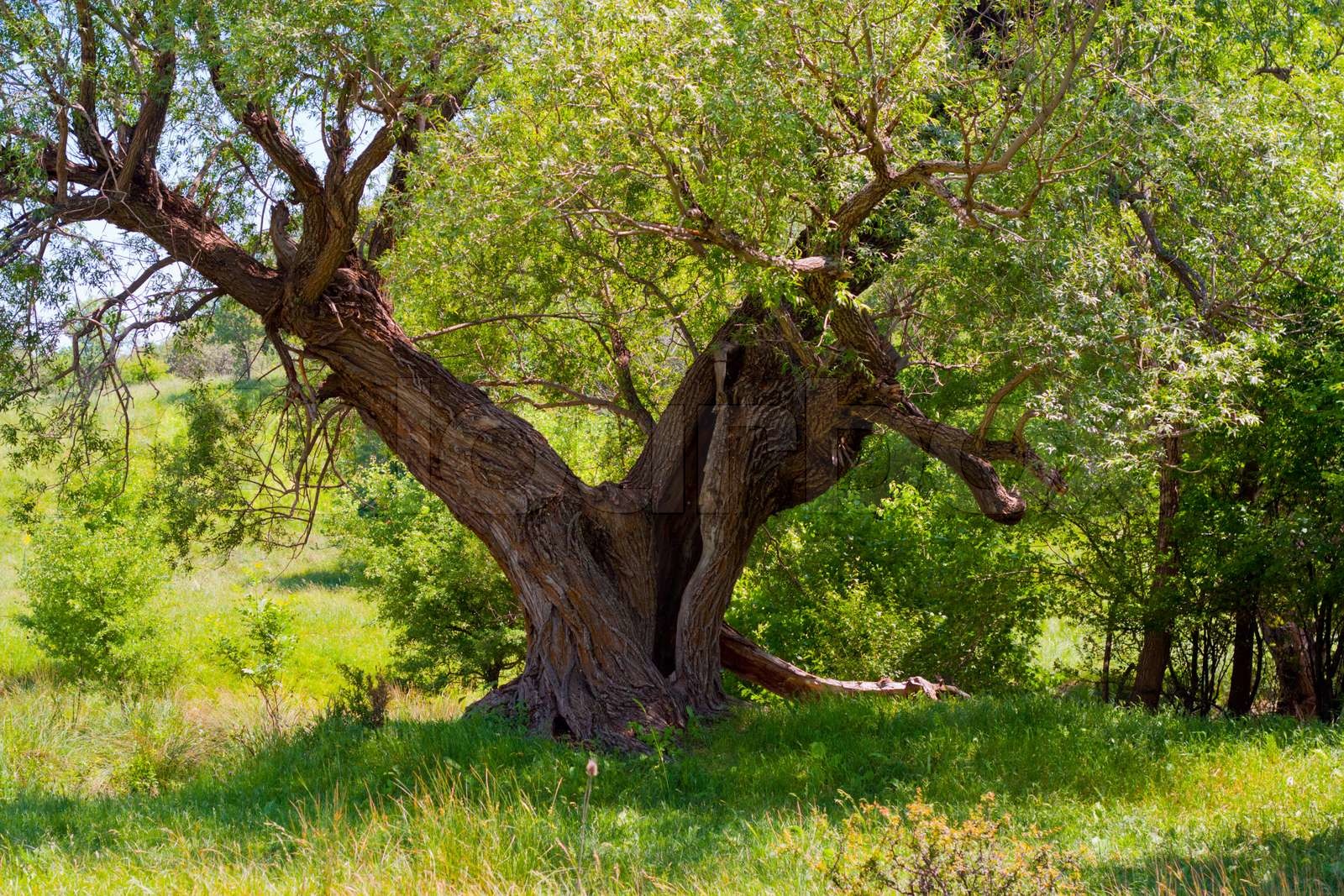 a beautiful old tree | Stock image | Colourbox