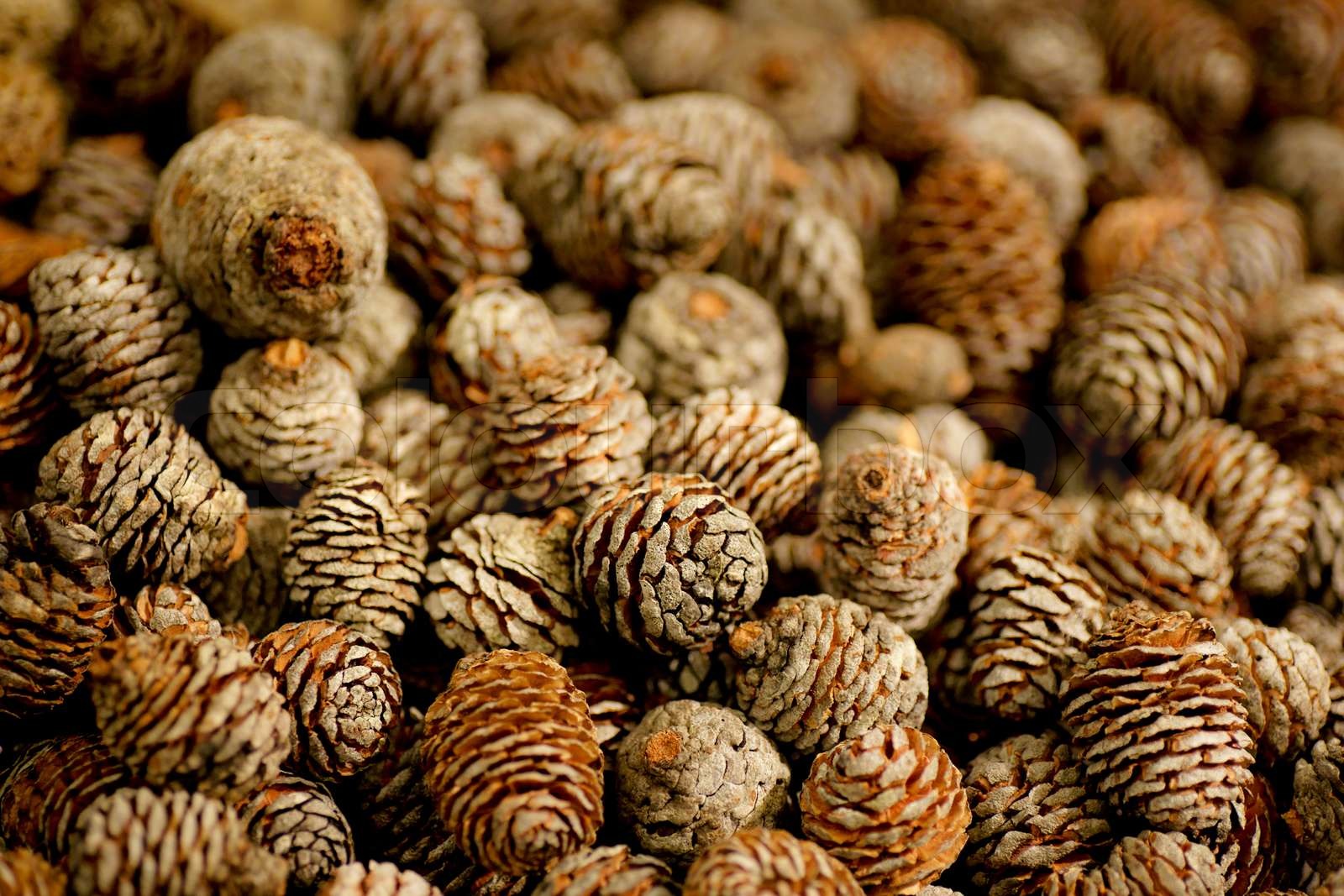 Bunch of brown pine cones | Stock image | Colourbox