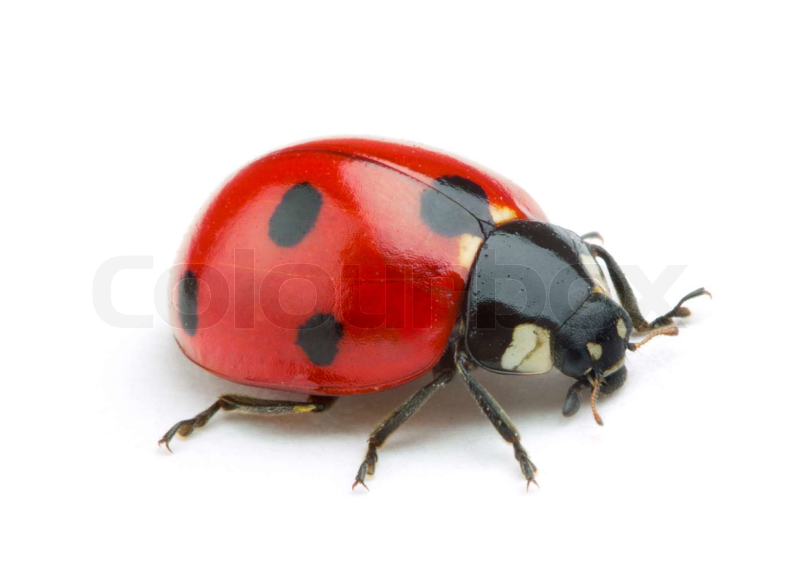 Ladybug | Stock image | Colourbox
