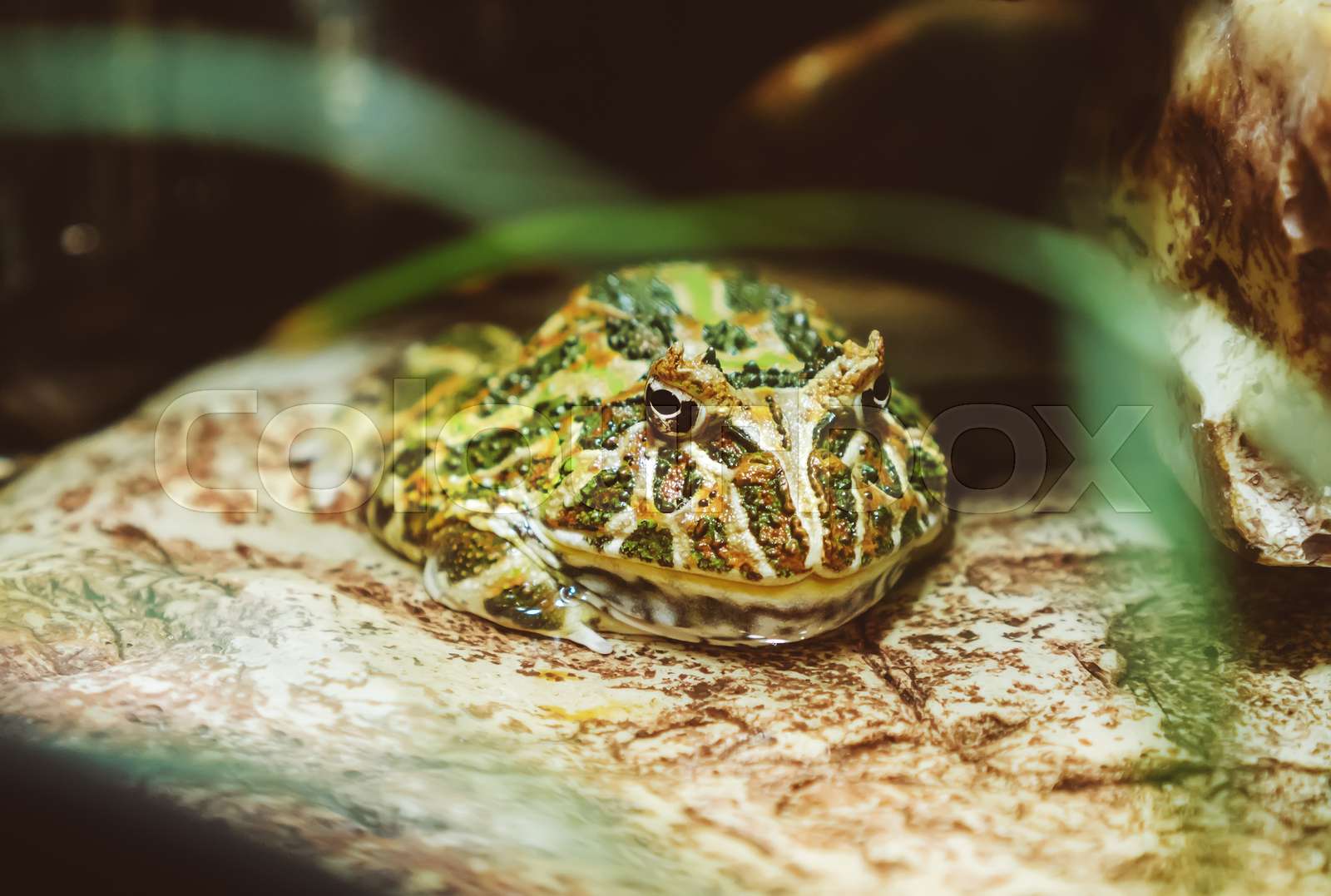 Argentine horned frog in zoo. Ceratophrys ornata. | Stock image | Colourbox