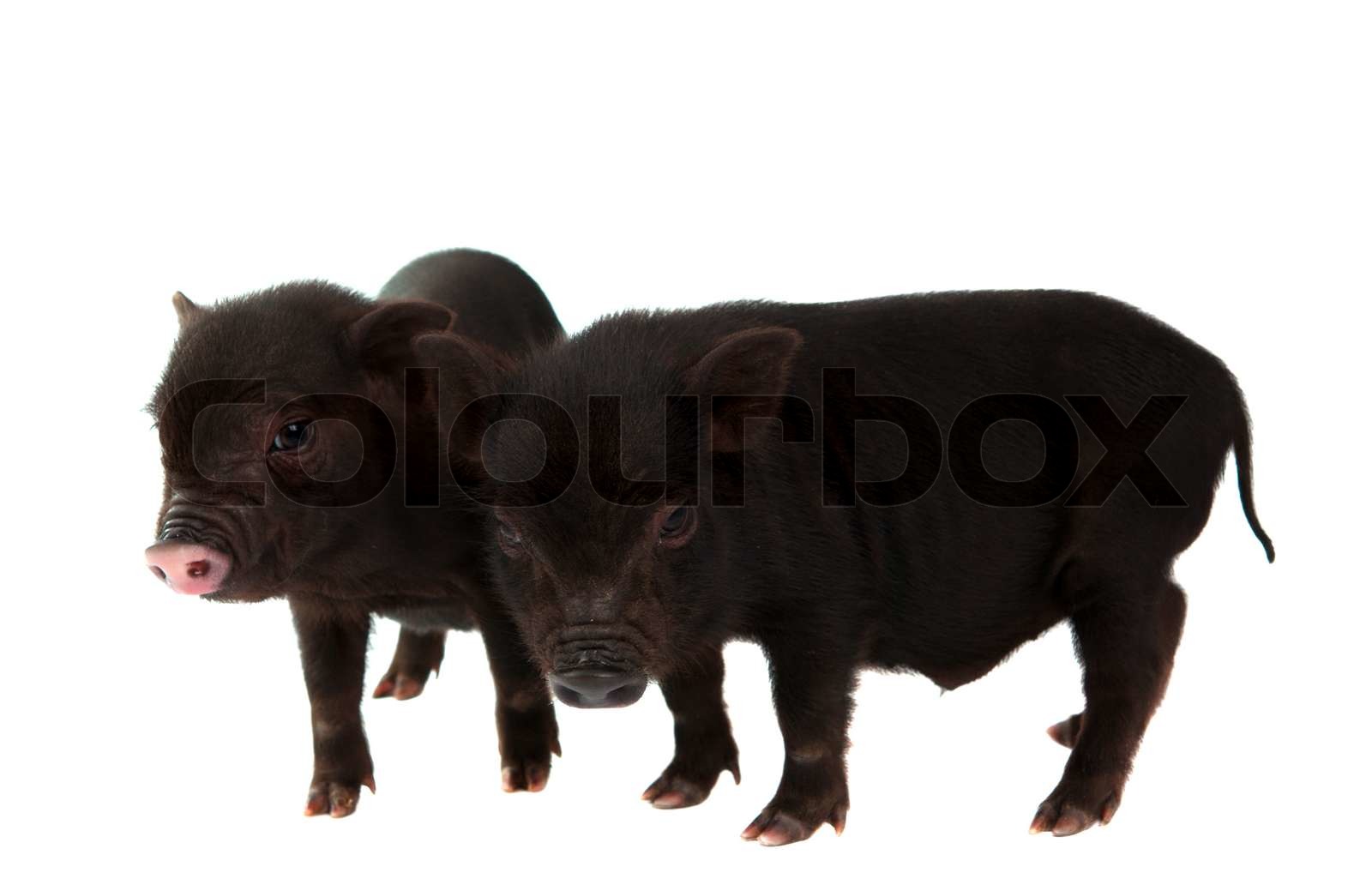 sort gris på en hvid baggrund | Stock foto | Colourbox