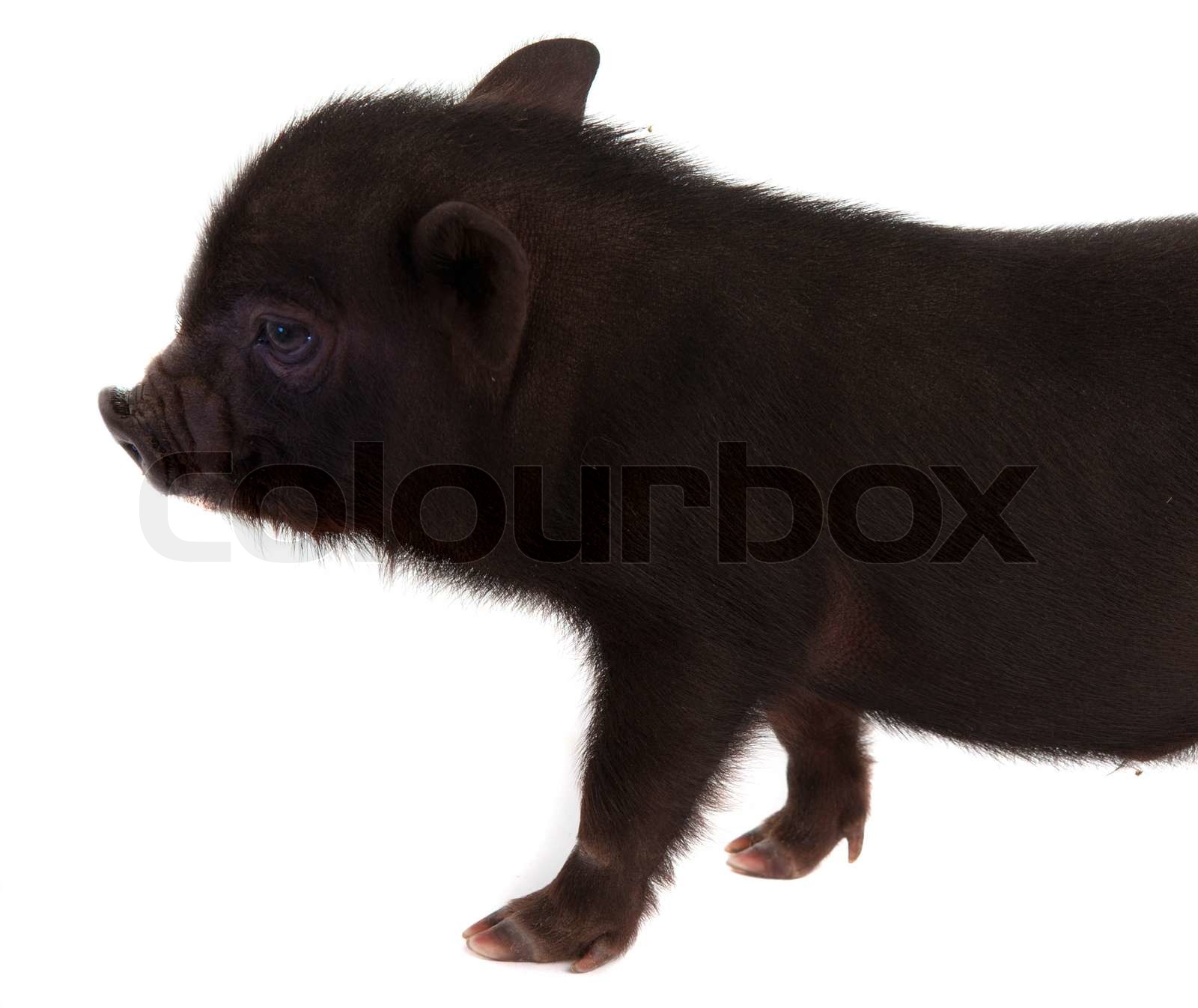 sort gris på en hvid baggrund | Stock foto | Colourbox