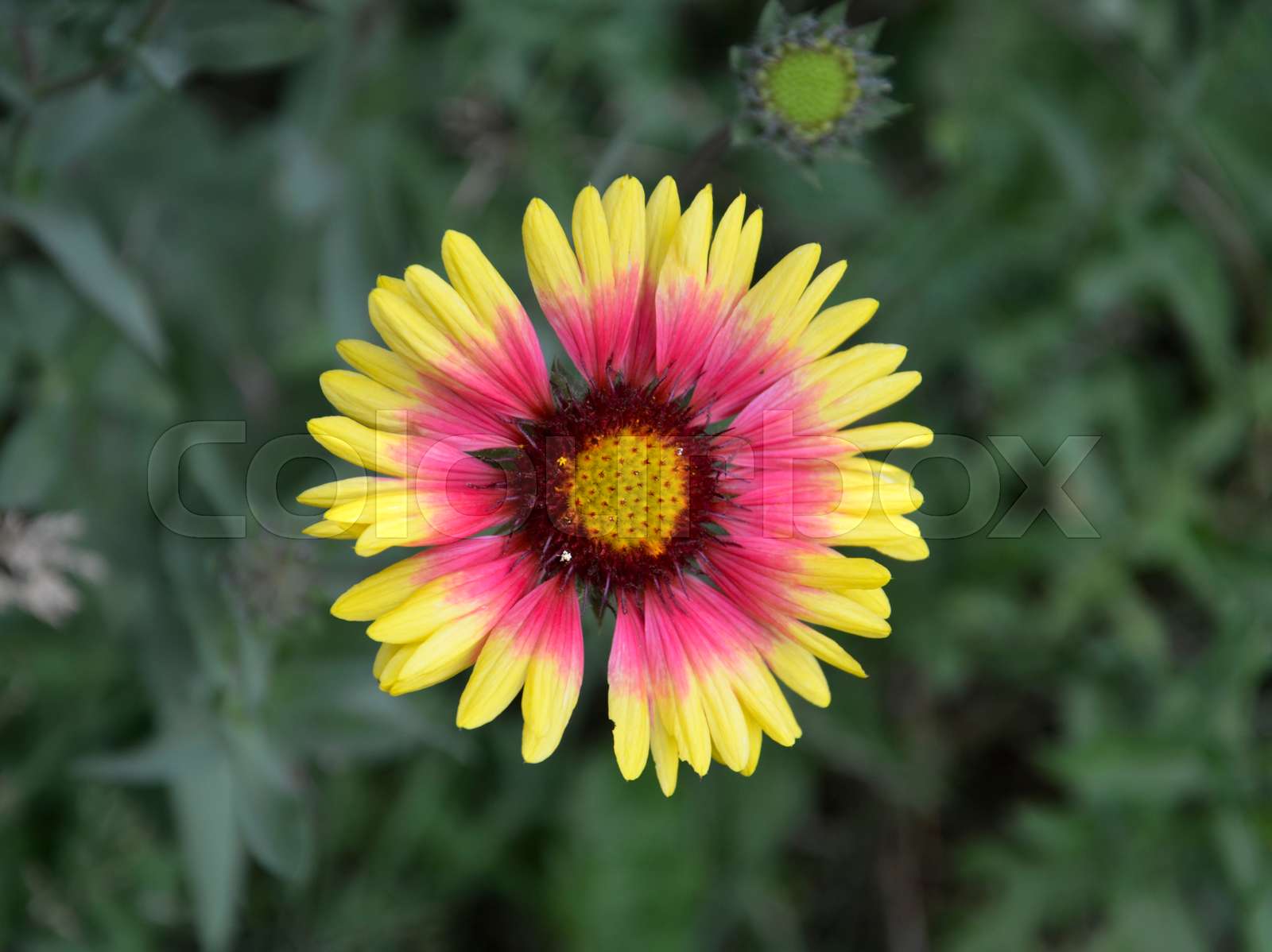 Daisy flower | Stock image | Colourbox