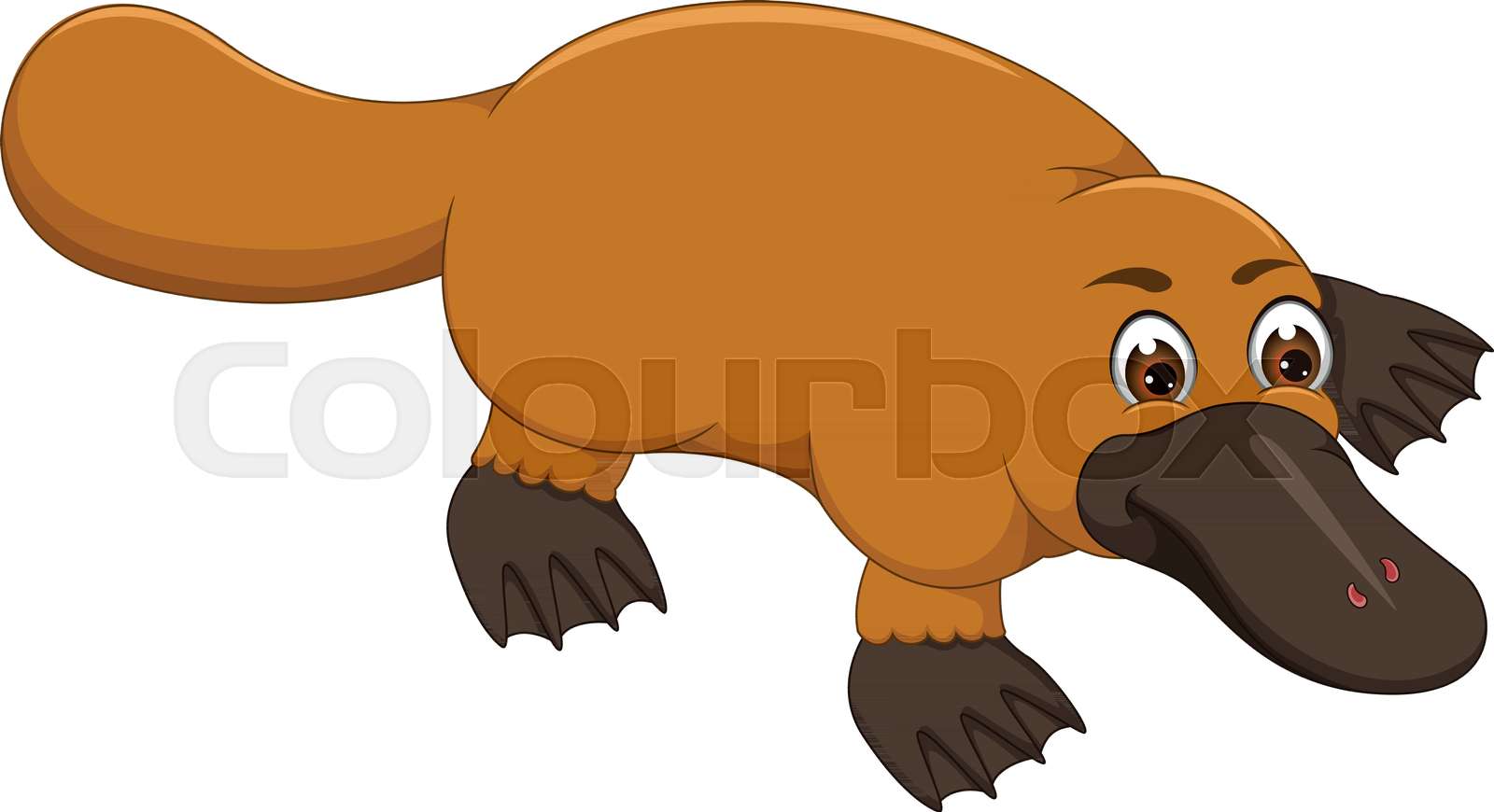 cute platypus cartoon posing with smile | Stock vector | Colourbox