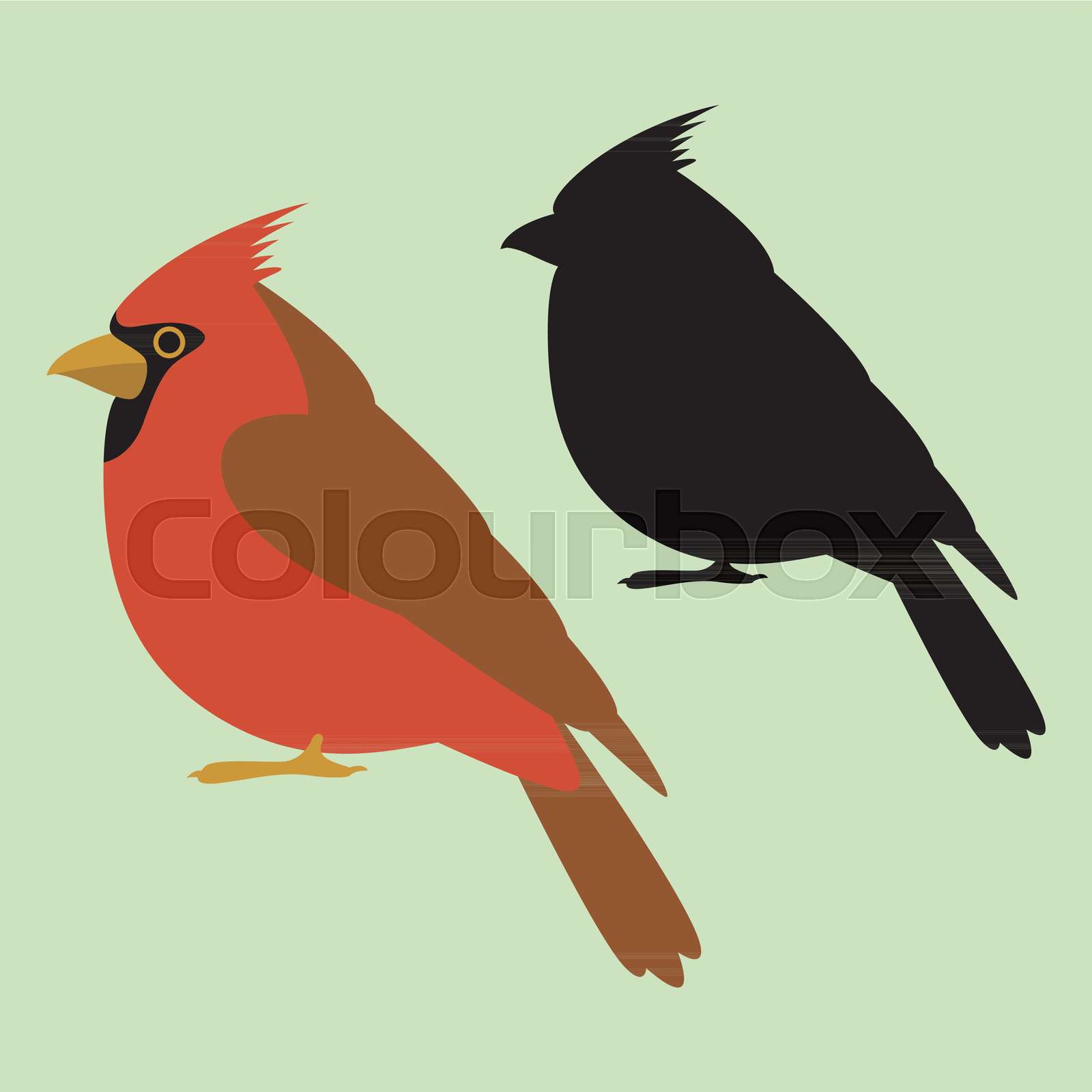 cardinal bird vector | Stock vector | Colourbox