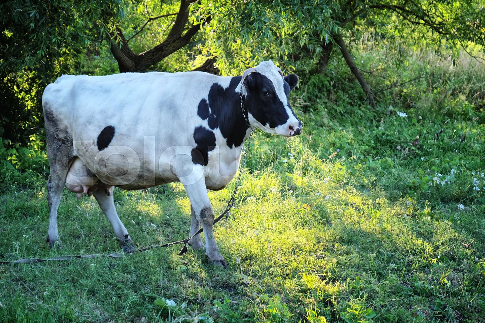 cow among the green trees | Stock image | Colourbox