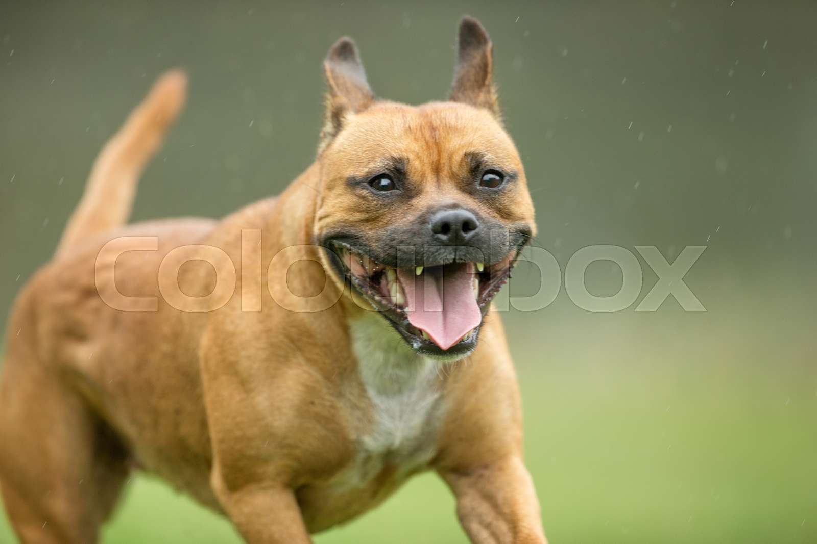 Happy dog | Stock image | Colourbox