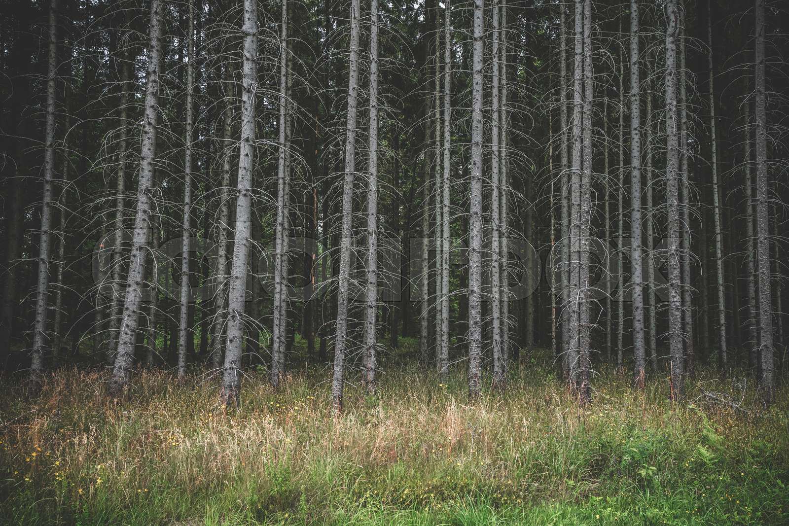 Spooky dark forest with tall withered trees | Stock image | Colourbox
