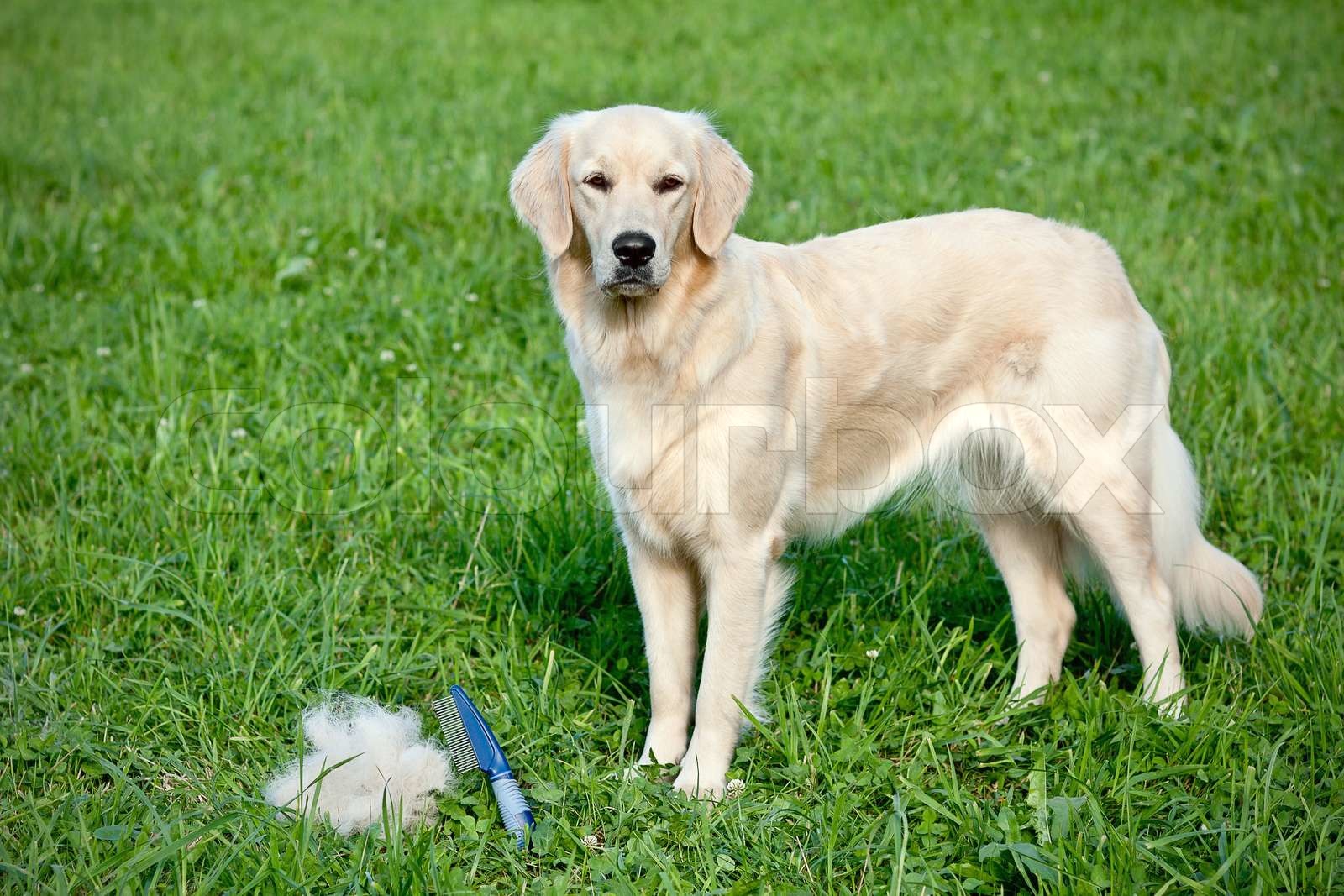 Dog Day Care For Hair Stock Image Colourbox