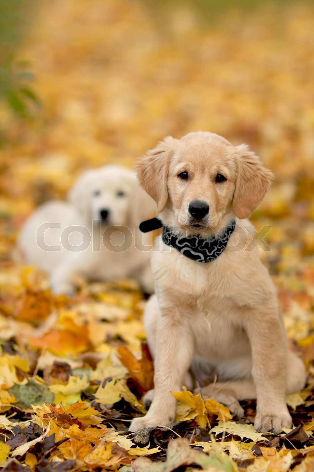 Close up look - puppy golden retriever very small focus | Stock image ...