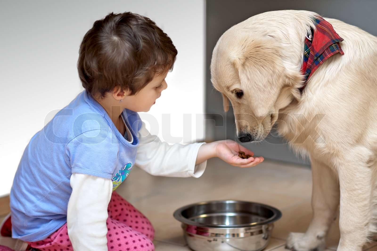 Cute child feeding his pet dog | Stock image | Colourbox