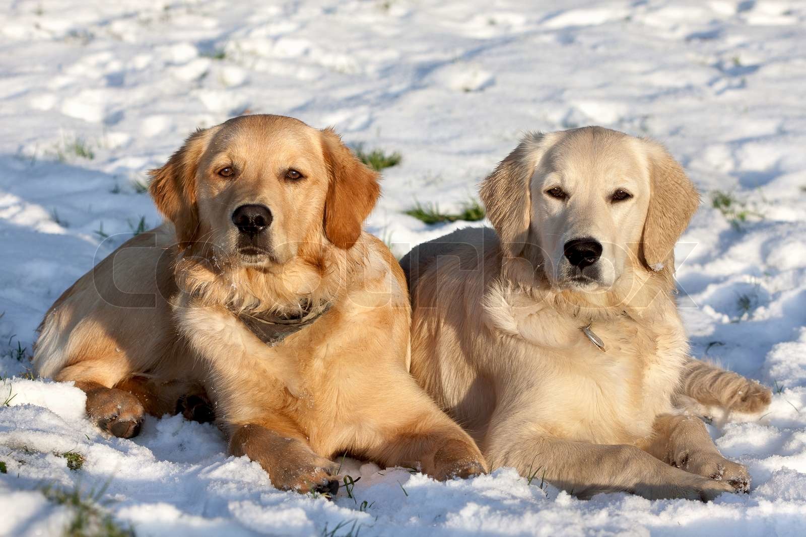 Two dogs Golden Retriever lying in the snow in winter | Stock image ...