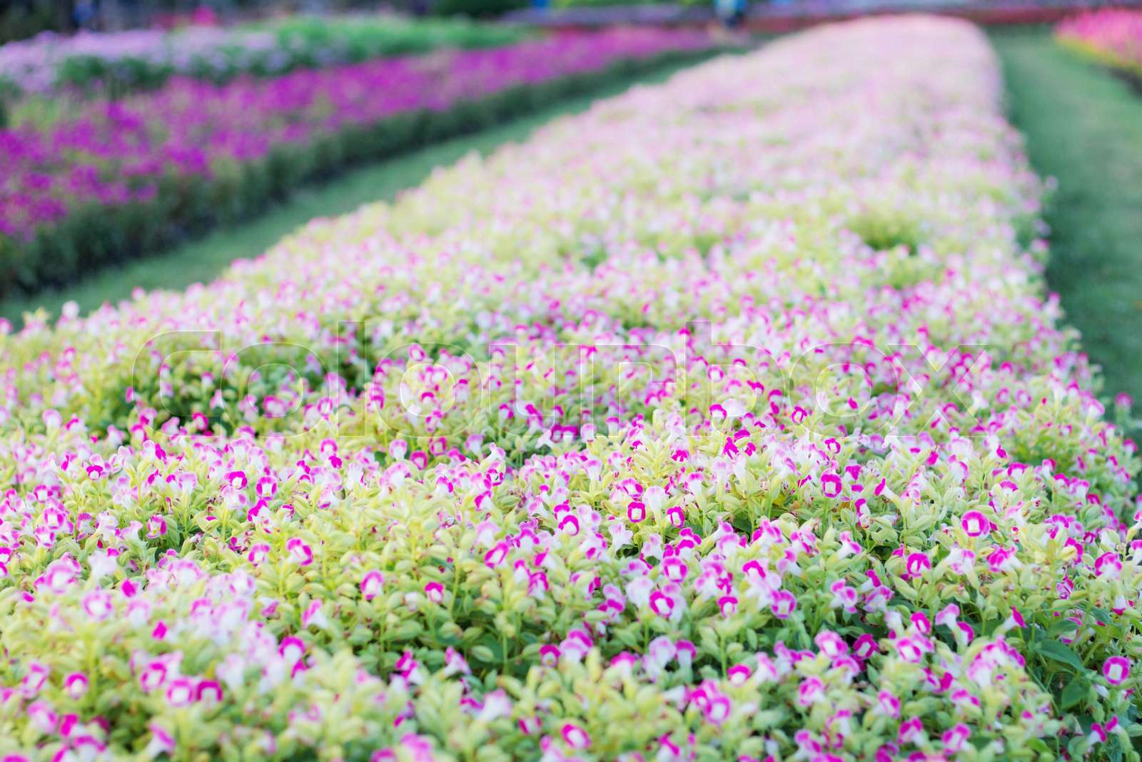 Flowers on plot with beautiful. | Stock image | Colourbox