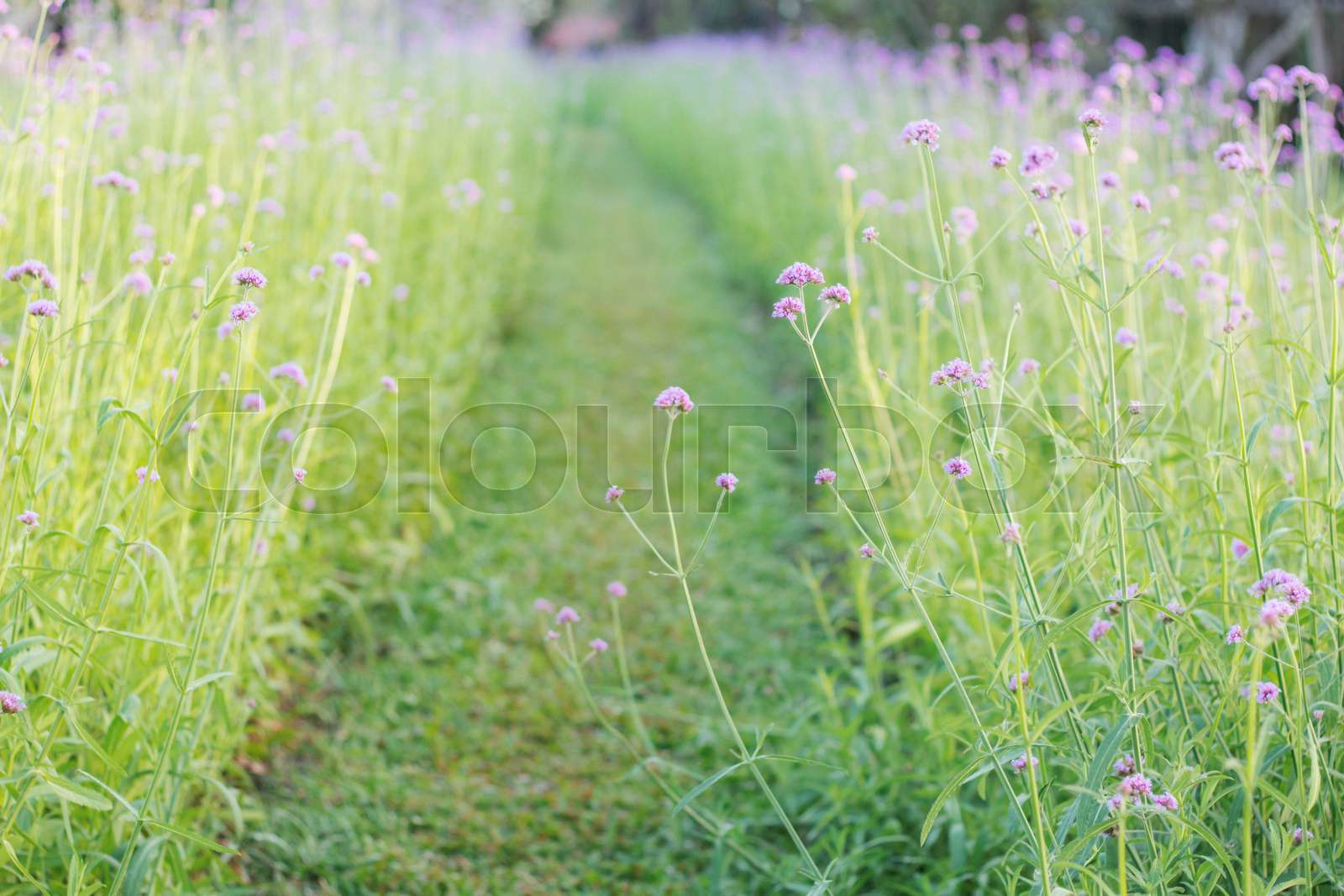 Flowers On Plots With Walkways Stock Image Colourbox flowers-on-plots-with-walkways-stock-image-colourbox