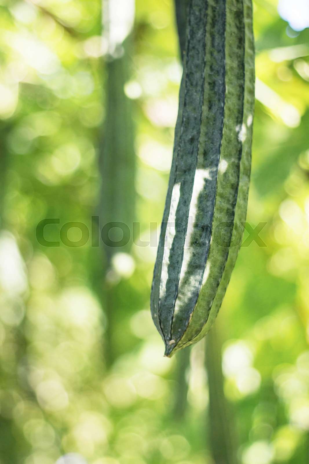 Zucchini on tree. | Stock image | Colourbox