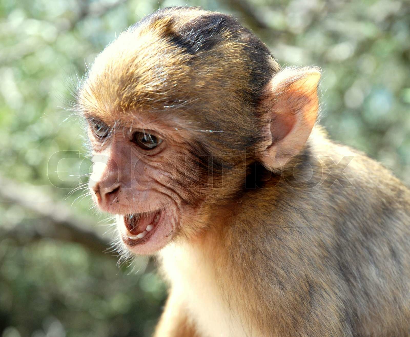 Barbary Macaque Smile
