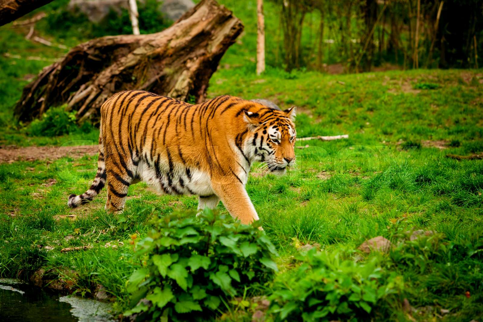 Tiger in forest. Tiger portrait | Stock image | Colourbox