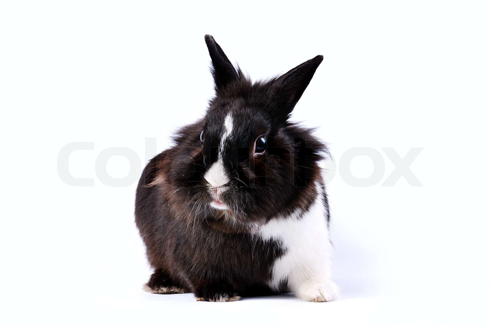 black little hare | Stock image | Colourbox